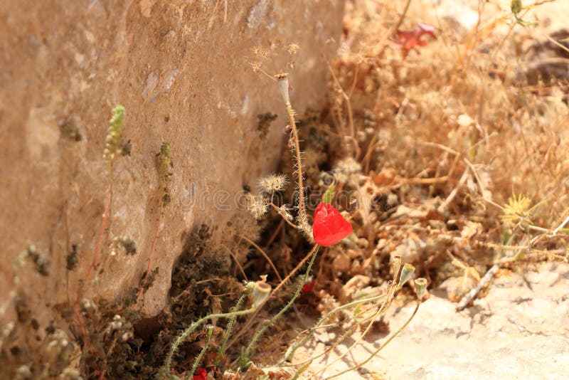 Coronary Anemone Stock Photos - Free & Royalty-Free Stock Photos from ...