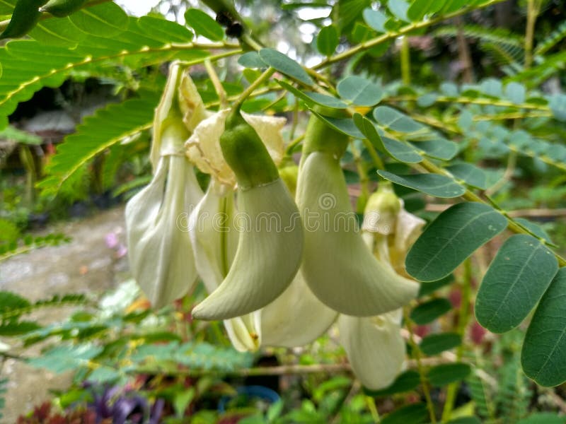White Turi Flower Sesbania Grandiflora in a Bamboo Basket. Stock Photo ...