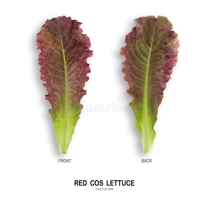 RED COS Leaf Salad Isolated on White Background. Stock Photo - Image of ...
