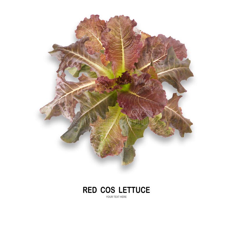 GREEN COS Salad Isolated on White Background. Stock Photo - Image of ...