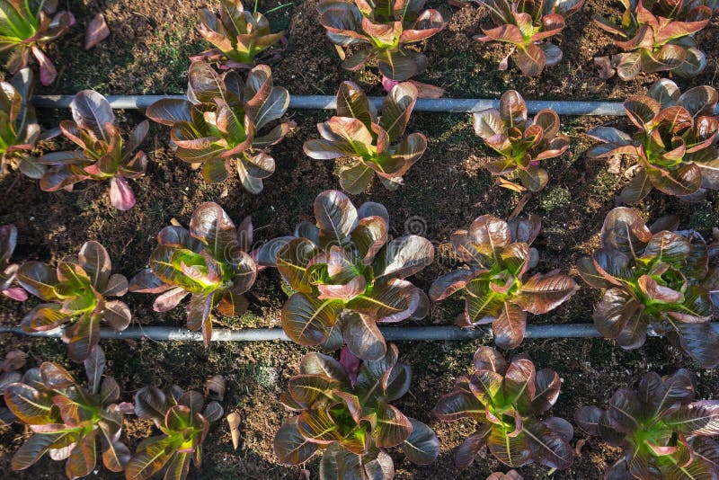 Red cos salad stock image. Image of sunlight, nutrition - 66324749