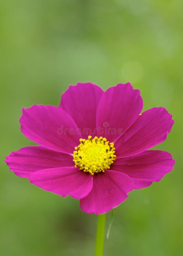 Red Cosmos stock image. Image of macro, copyspace, bloom - 51929087