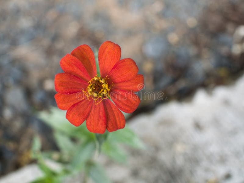 Red Cosmos Flower Blooming stock image. Image of leaf - 90012631