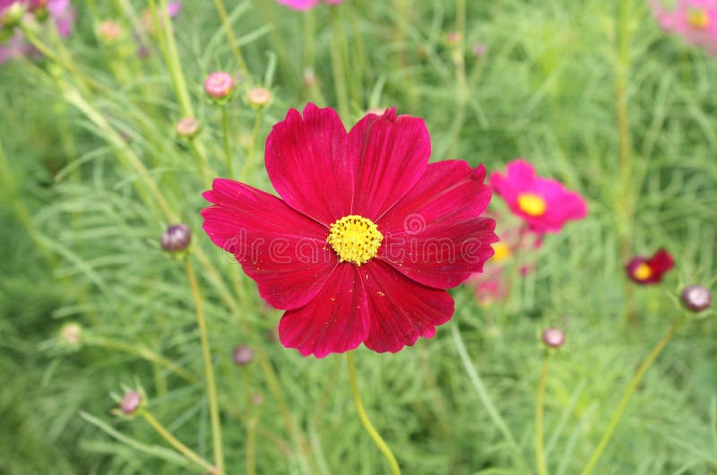 Crimson cosmos flower stock photo. Image of green, beautiful - 117952712