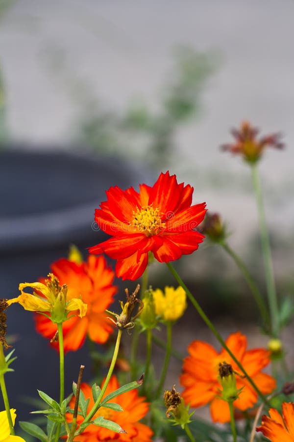 Red Cosmos flower stock photo. Image of autumn, flower - 34914432