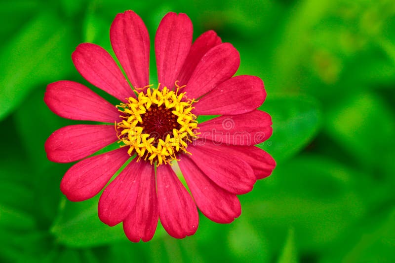 549 Micro Cosmos Stock Photos - Free & Royalty-Free Stock Photos from ...