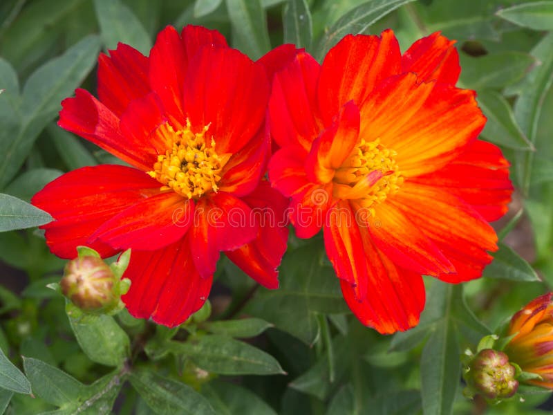 Red Cosmos Flowers Blooming Stock Photo - Image of bloom, aster: 87733056