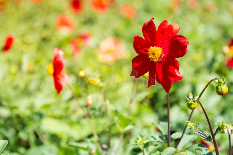 Red cosmos flowers stock photo. Image of colorful, flower - 54020040
