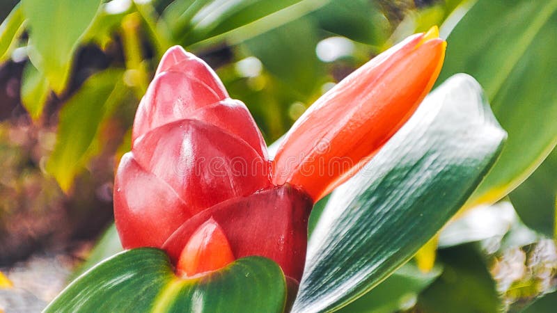 Red costus barbatus flower stock image. Image of flower - 277696003