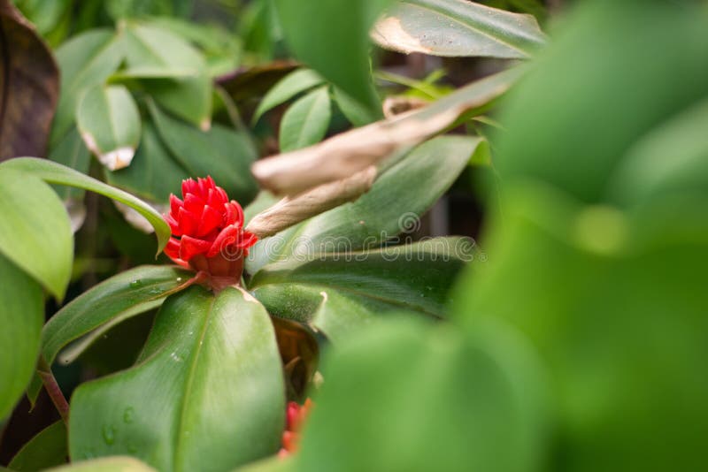 Red Costus Barbatus Flower Growing in the Field Stock Image - Image of ...