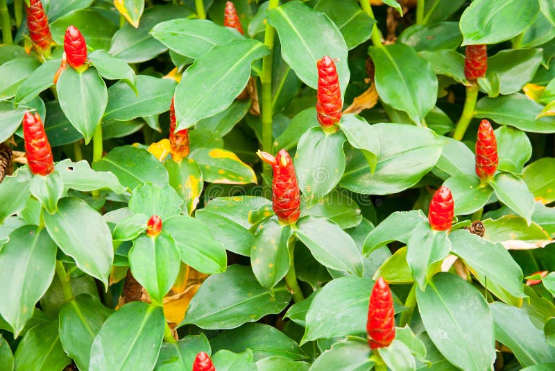 Red Costus or Spiral Gingers Growing in the Garden, Stock Photo - Image ...