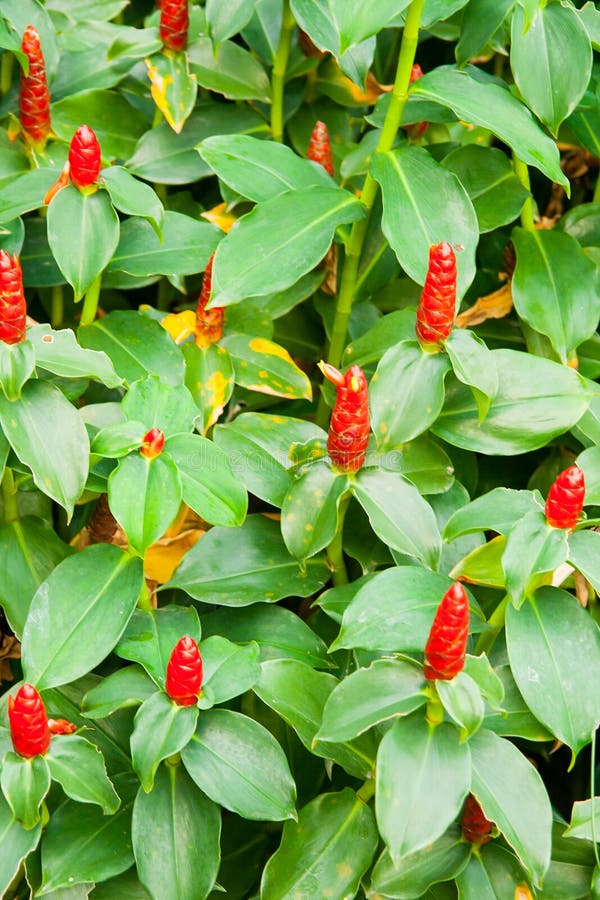 Red Costus or Spiral Gingers Growing in the Garden, Stock Image - Image ...