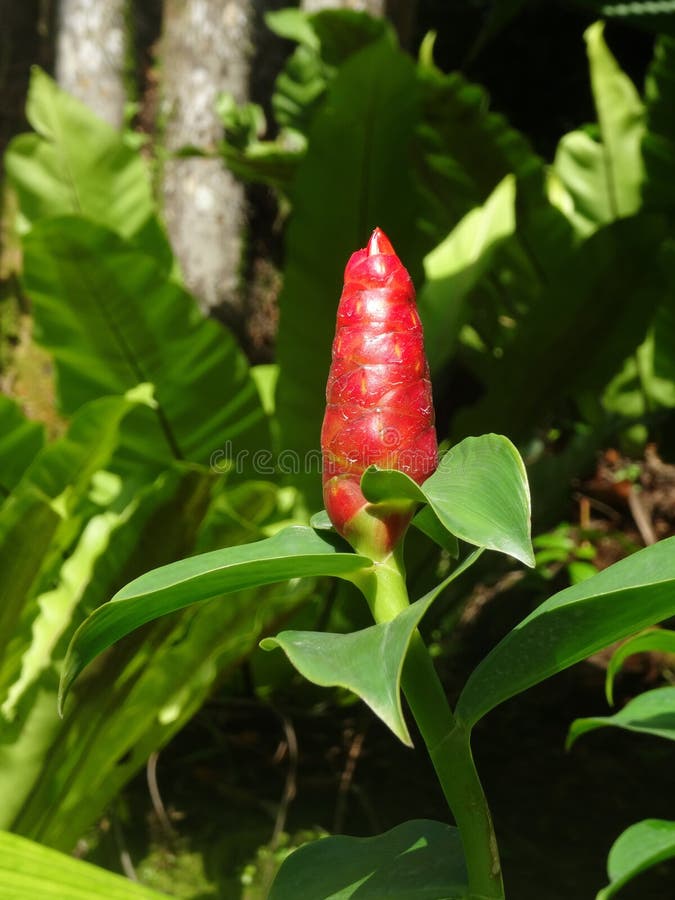 Red Costus Spiralis Flower Gleaming Under the Sun Stock Image - Image ...
