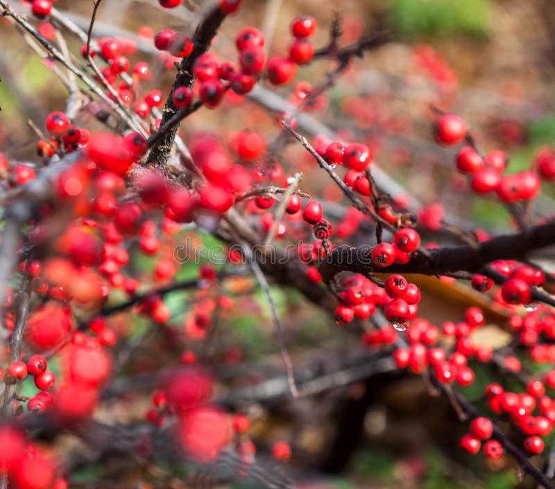 Red Cotoneaster Berries on the Shrubs Stock Image - Image of abstract ...