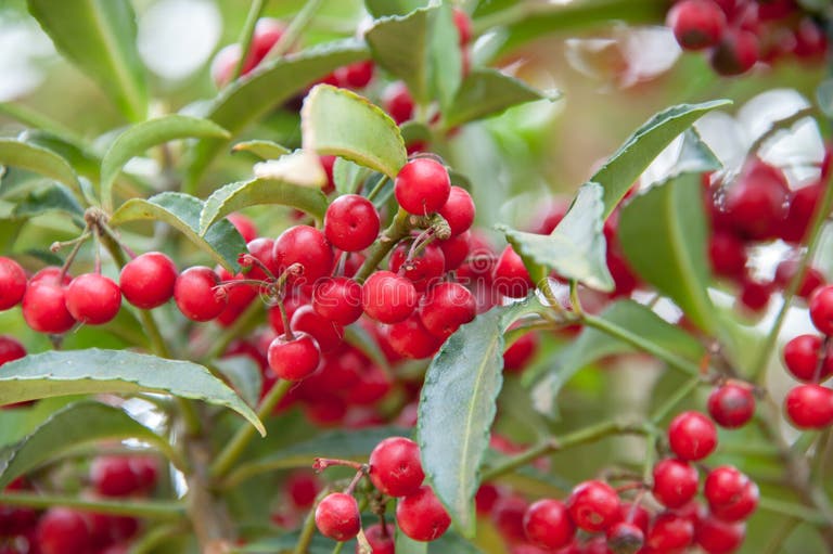 Red Cotoneaster Hybridus Pendulus Berries Stock Photo - Image of ...