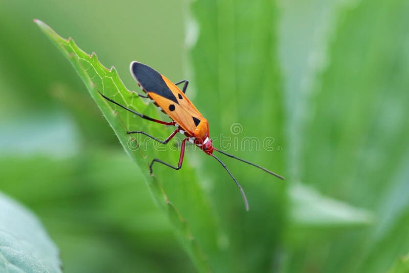 Red Cotton Bug Dysdercus Cingulatus Stock Photo - Image of eyes ...