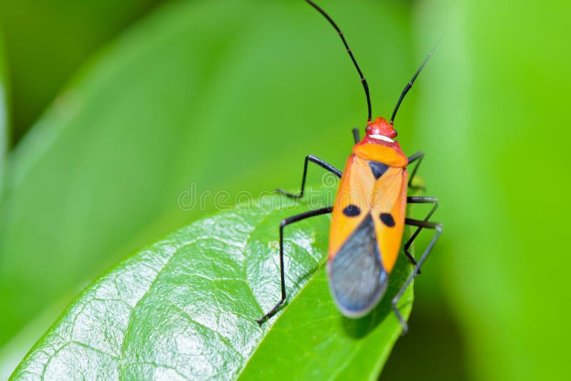 Red Cotton Bug (Dysdercus Cingulatus) Stock Image - Image of close ...