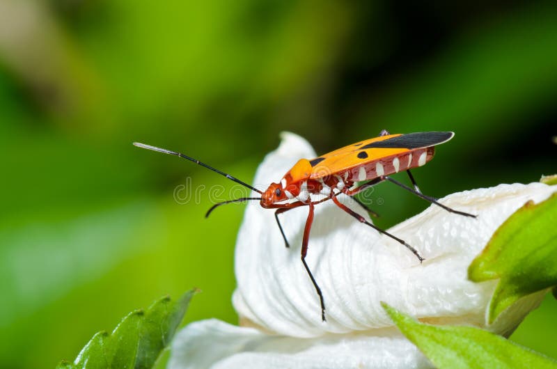Red Cotton Bug (Dysdercus Cingulatus) Stock Image - Image of detail ...