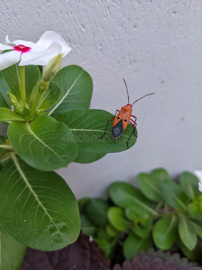 Red Cotton Bug,Dysdercus Cingulatus. Stock Image - Image of animal ...