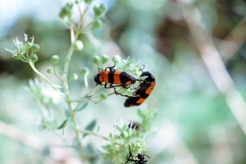 Red Cotton Bug Insect on Plant Leaf Flower Outdoors Park Stock Image ...