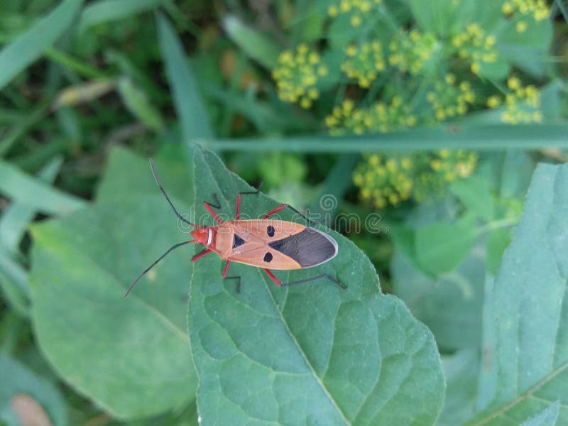 Red Cotton Bug Cotton Stainer Dysdercus Cingulatus Insects Stock Photo ...
