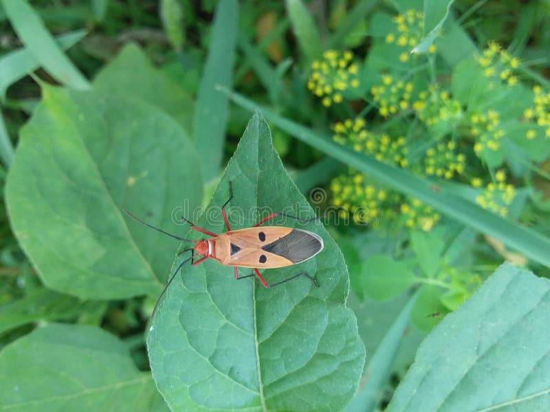 Red Cotton Bug Cotton Stainer Dysdercus Cingulatus Insects. Stock Photo ...