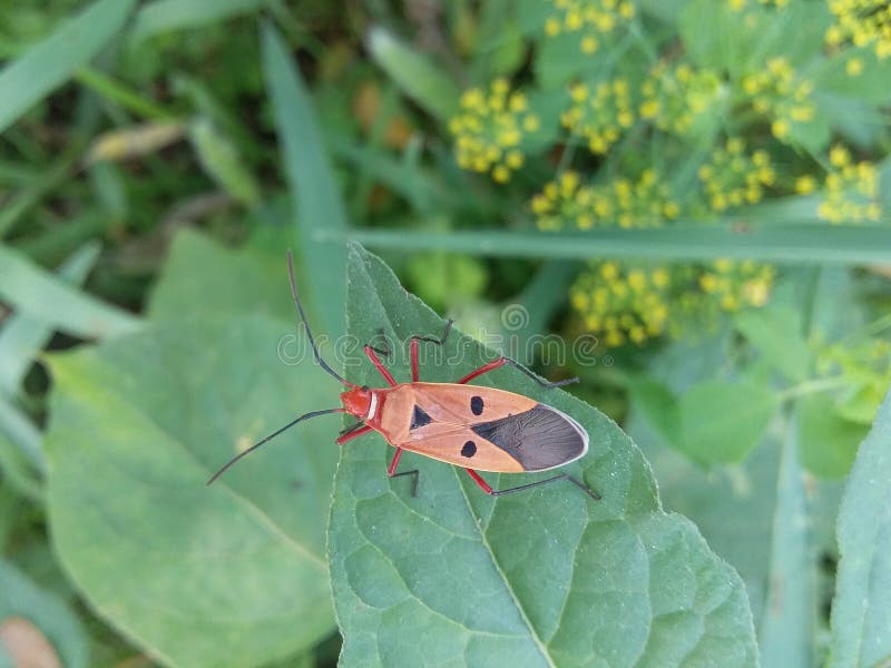 Red Cotton Bug Cotton Stainer Dysdercus Cingulatus Insects. Stock Photo ...