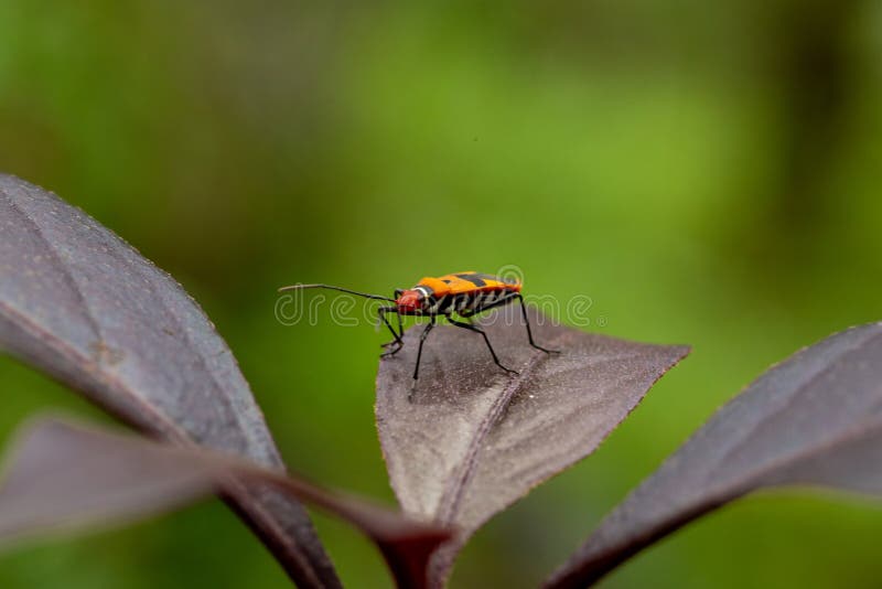 Red Cotton Stainer Bug on a Leaf Stock Photo - Image of silk, cotton ...