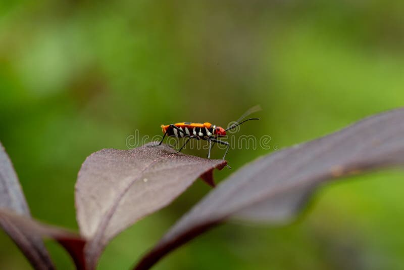 Red Cotton Stainer Bug on a Leaf Stock Photo - Image of cingulatus ...