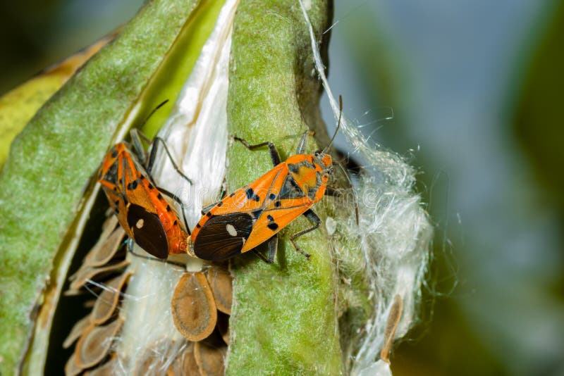 Red Cotton Bug Cotton Stainer Dysdercus Cingulatus Insects. Stock Photo ...