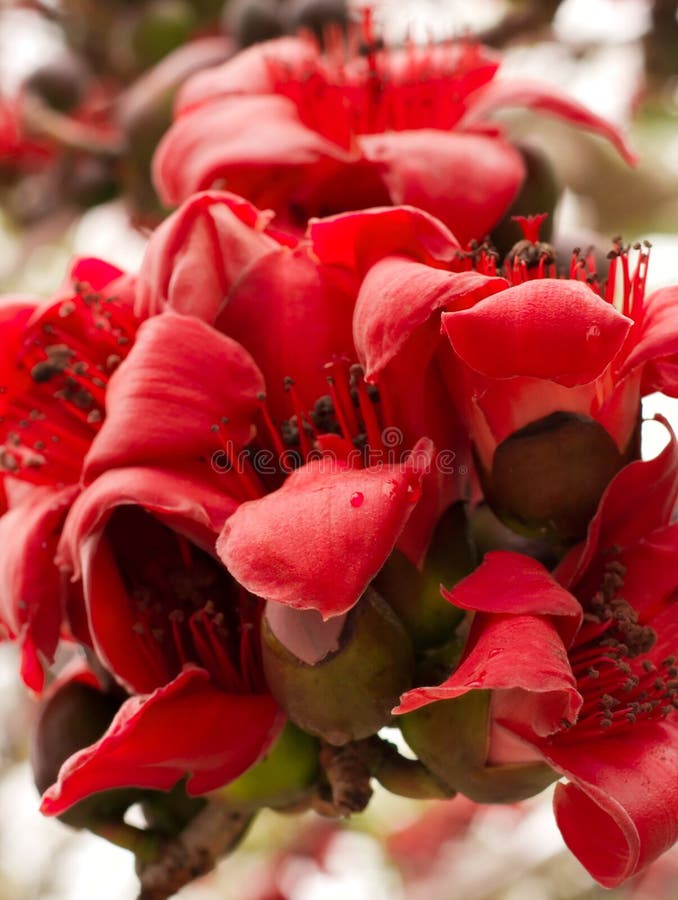 Red Cotton Tree 1 stock image. Image of arbor, cotton - 1886681