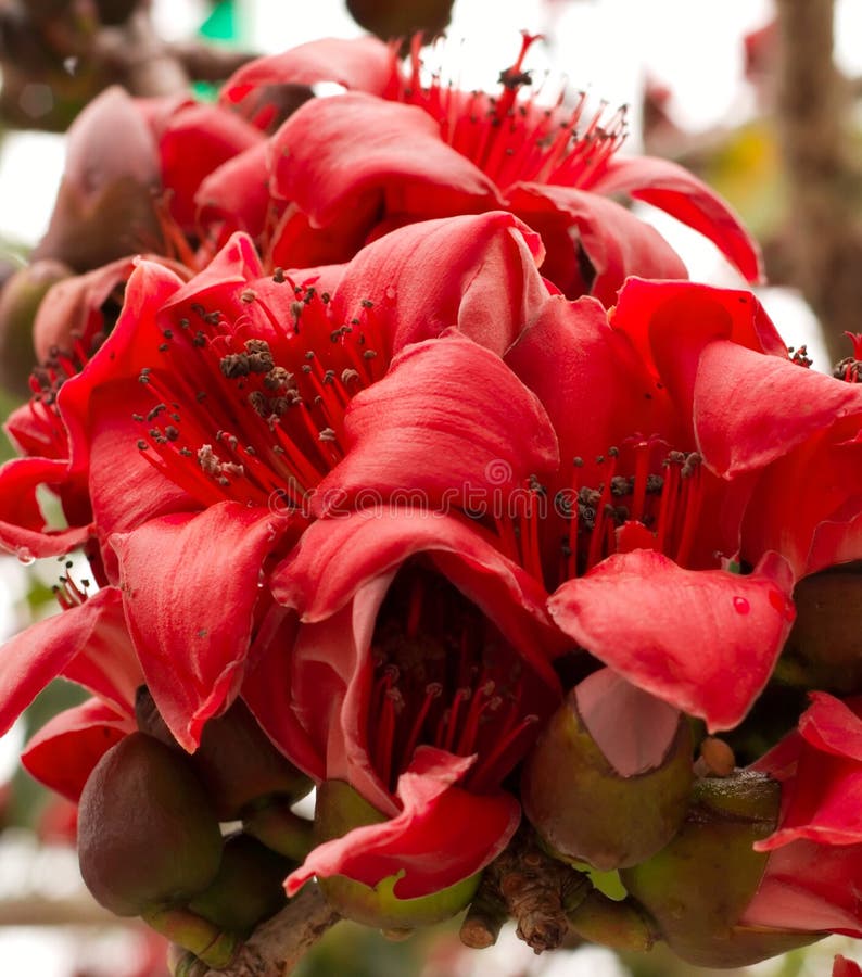 Red Cotton Tree 2 stock photo. Image of blooms, crimson - 1886700