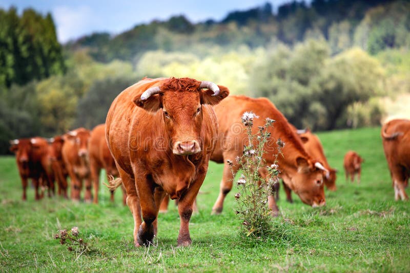 Red cow stock image. Image of mammal, brown, grass, grazing - 21288853