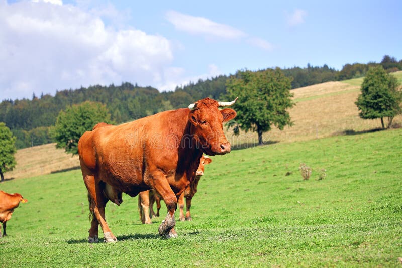 Red cow stock photo. Image of farming, country, cattle - 21301058