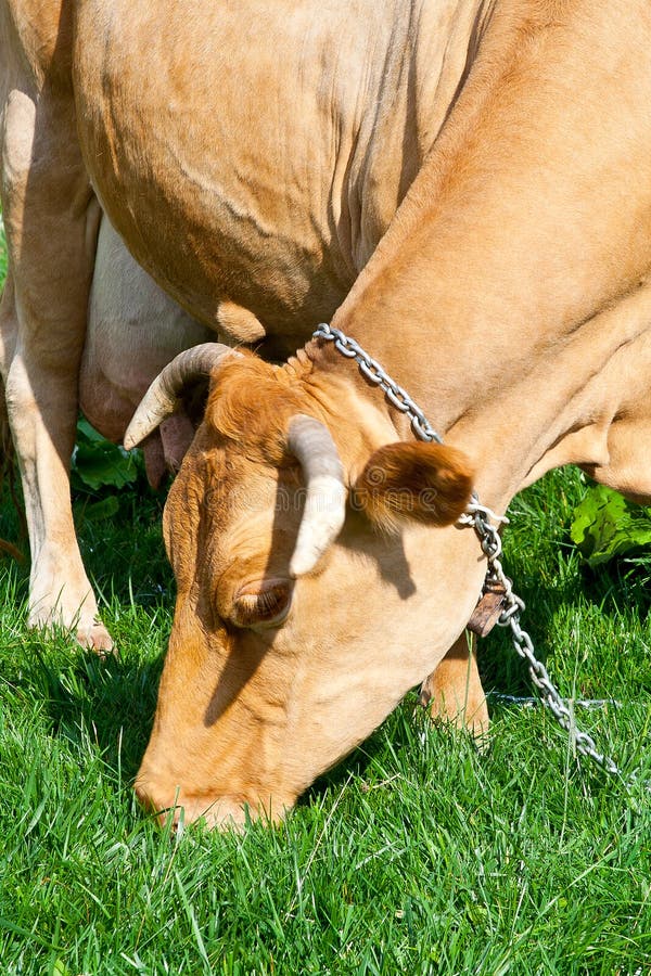 Red cow stock photo. Image of meat, large, cattle, food - 24097542