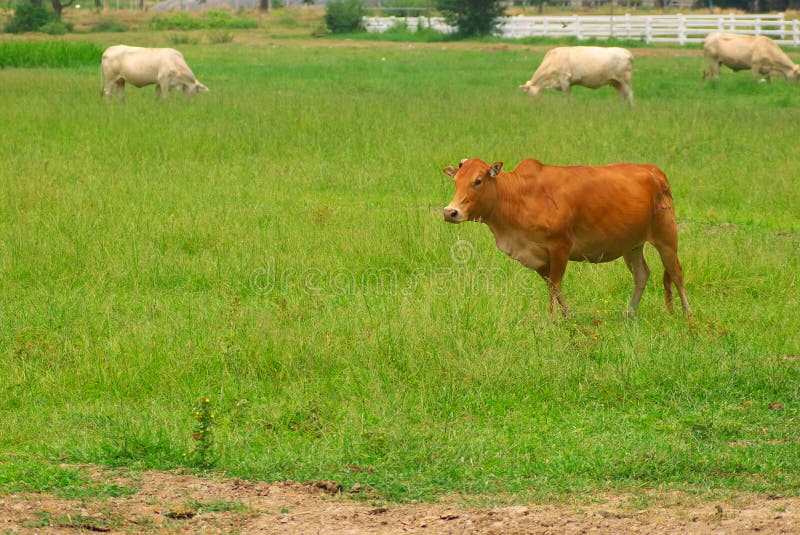 Red cow stock image. Image of bull, dairy, domestic, country - 24989573