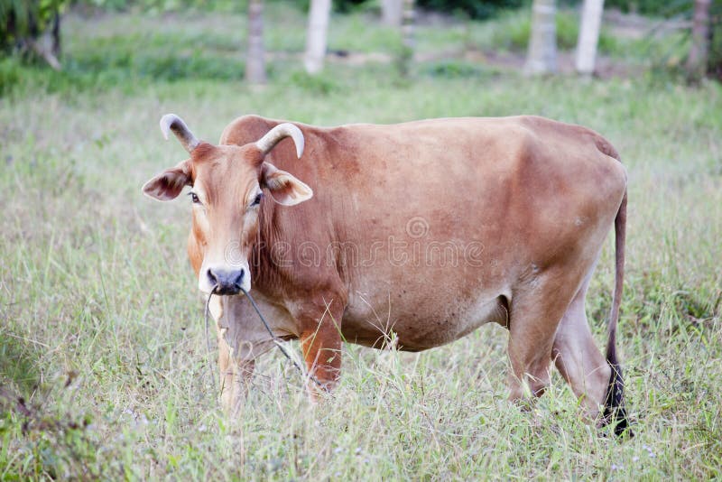 Red cow stock image. Image of grass, agriculture, animal - 28789719