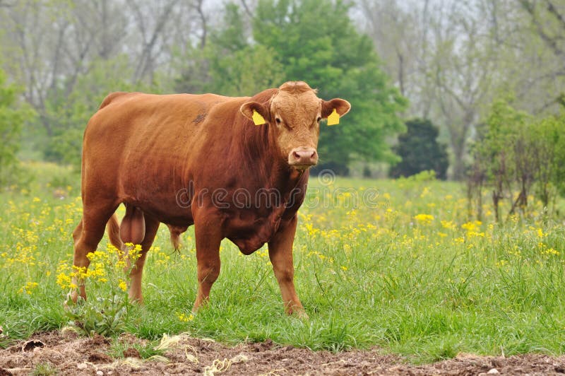 Red Cow stock photo. Image of outdoors, ranch, farm, spring - 37354270