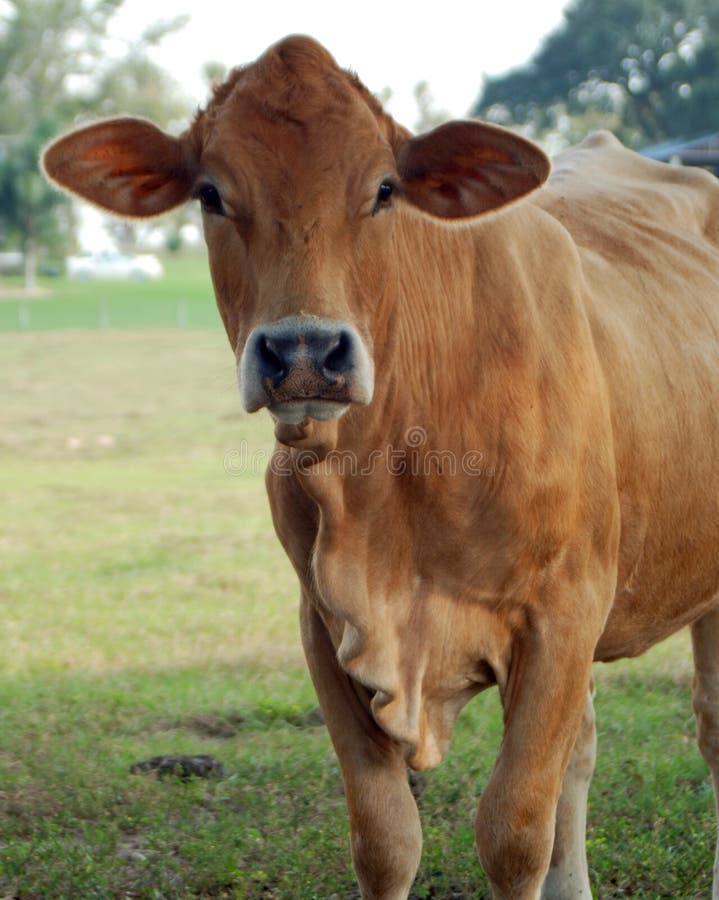 Red Cow stock image. Image of thin, healthy, meat, livestock - 3759237