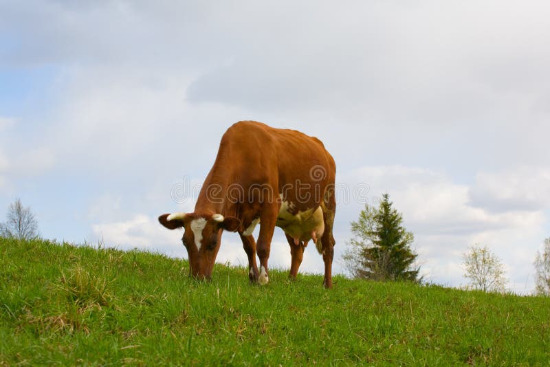 The red cow stock image. Image of cattle, portrait, grass - 5889329