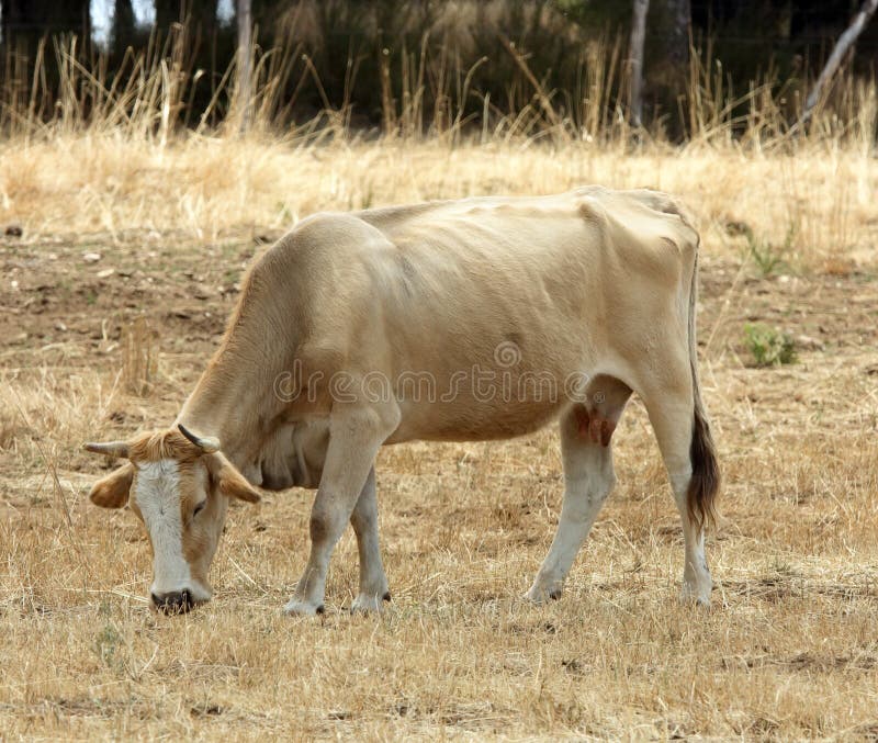 Red cow stock photo. Image of rural, farming, farmland - 6945464