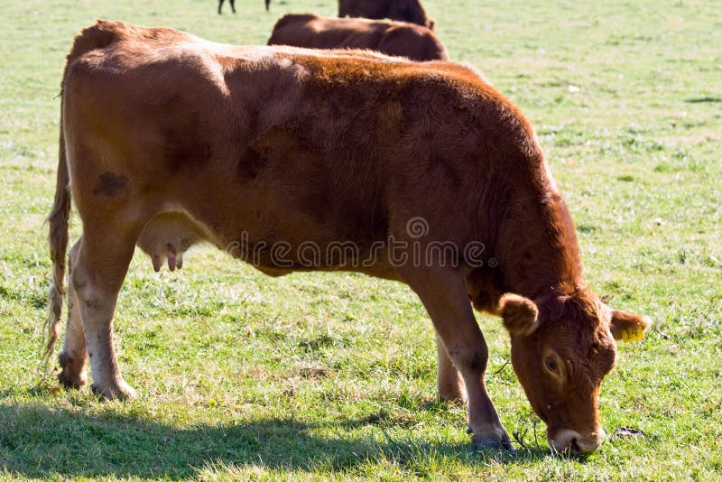 Red Cow stock photo. Image of lifestock, outdoor, domesticated - 7214534