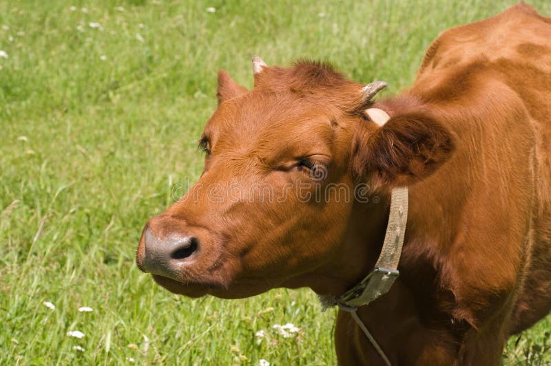 Red cow. stock photo. Image of plant, meadow, grass, farm - 7548638