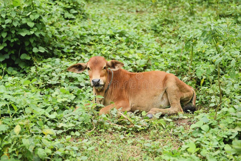 Red Cow Asian Lying on Green Meadow Field - Young Cow Stock Image ...