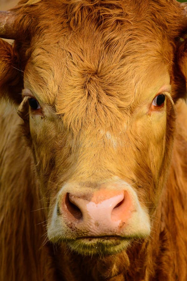 Red cow stock image. Image of grazing, tree, space, field - 46590517