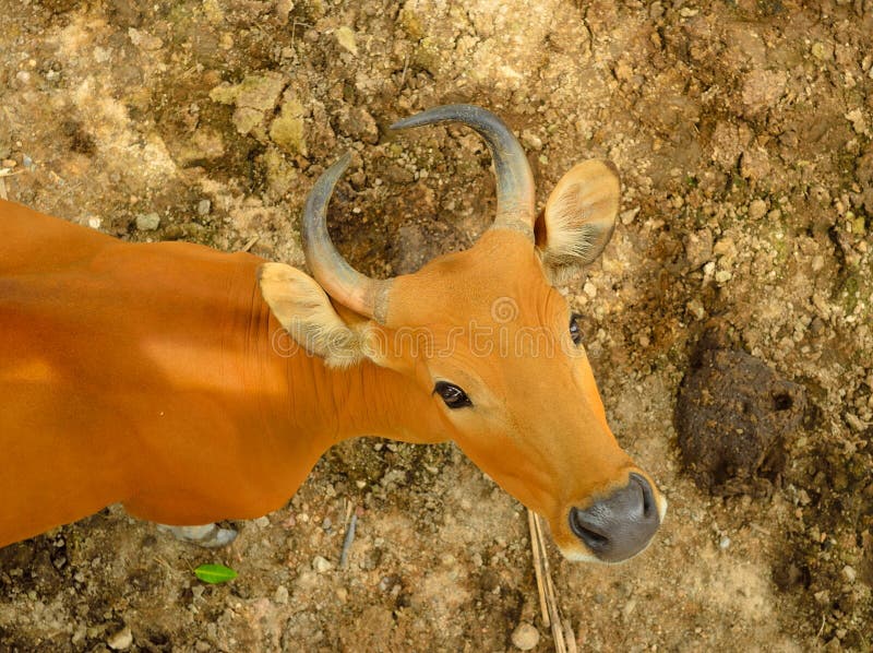 Red cow stock image. Image of industry, cattle, domestic - 76901327