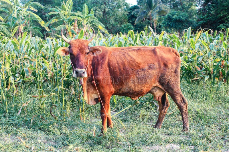 Cow Corn Field Stock Images - Download 1,024 Royalty Free Photos