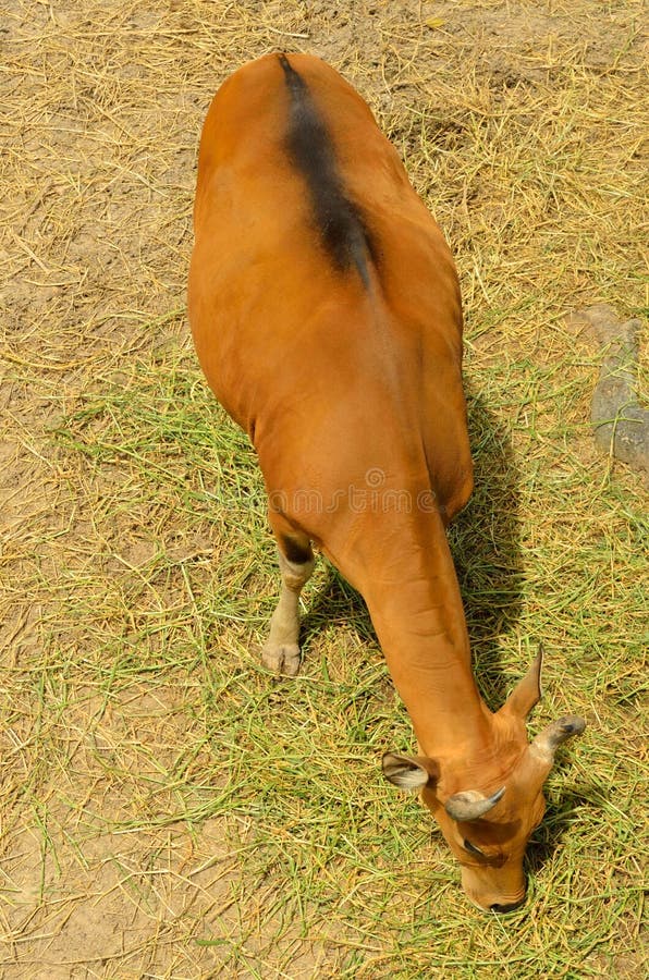 Red cow stock image. Image of delhi, face, mammal, cattle - 76900943