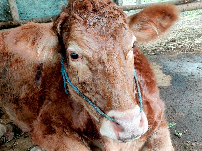 Red cow in the farm stock image. Image of herd, agriculture - 329085333