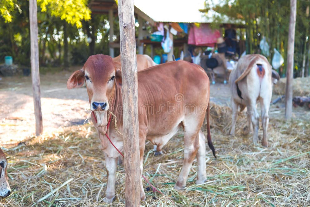 Red cow in farm stock image. Image of raised, farm - 238859033